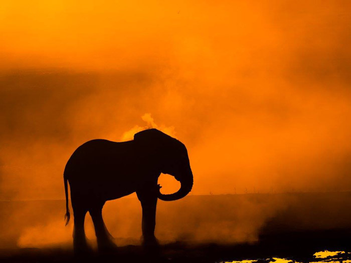 Earth Day 50 | The Elephant and Me – BOBBY JAMES